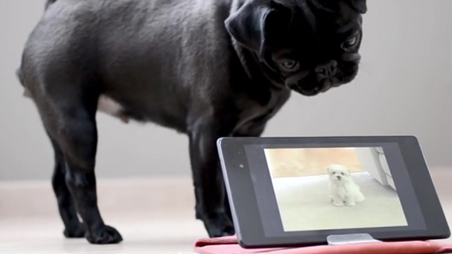 Pug Intrigued by Dog Video on Tablet - BuzzSharer.com