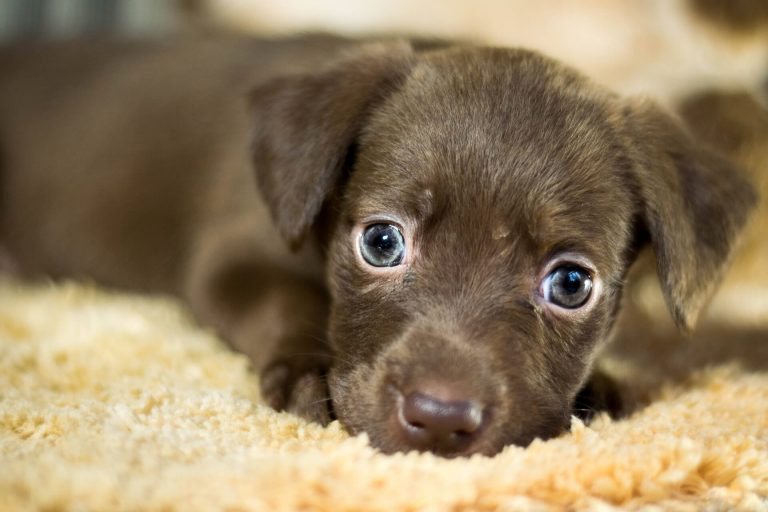 A Brief Explanation on - Can Dogs Have Autism? - BuzzSharer.com