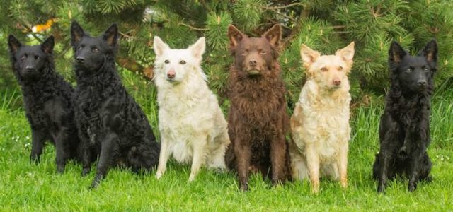 blue-merle-Mudi - BuzzSharer.com