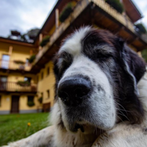 30 The Most Popular Dog Breeds in Spain - BuzzSharer.com