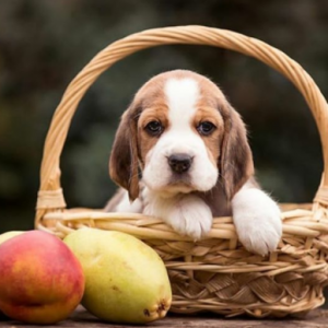 30 The Most Popular Dog Breeds in Spain - BuzzSharer.com
