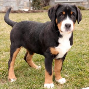 180+ Of the Best Greater Swiss Mountain Dog Names - BuzzSharer.com