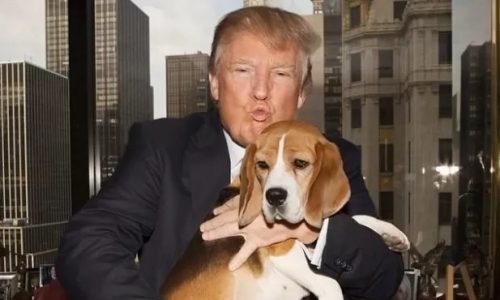 13 Celebrities Who Are Major Beagle Lovers - BuzzSharer.com