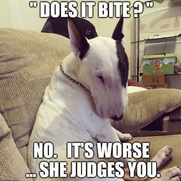 15 Funny Bull Terrier Memes To Make Your Day - BuzzSharer.com - Page 4
