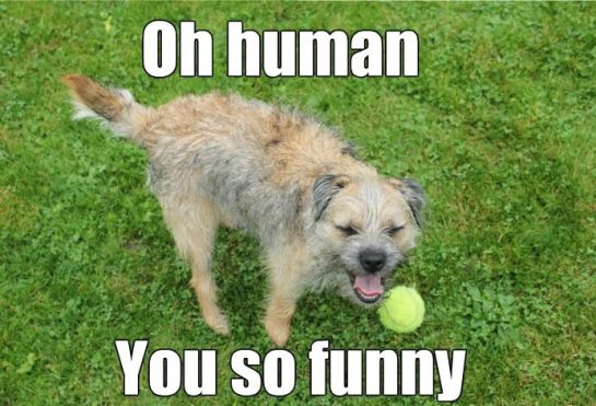 15 Funny Border Terrier Memes To Make Your Day - Page 5 of 5 ...