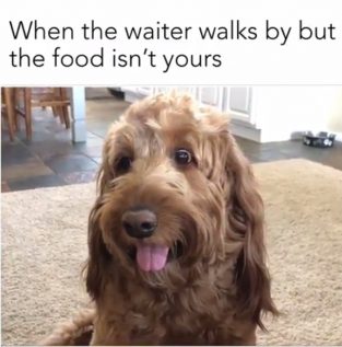 15 Funny Goldendoodle Memes To Make Your Day - Page 5 of 5 - BuzzSharer.com