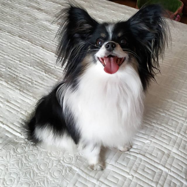 15 Amazing Facts About Papillons You Probably Never Knew - BuzzSharer ...