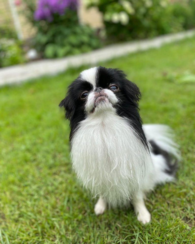 17 Amazing Facts About Japanese Chin You Probably Never Knew ...