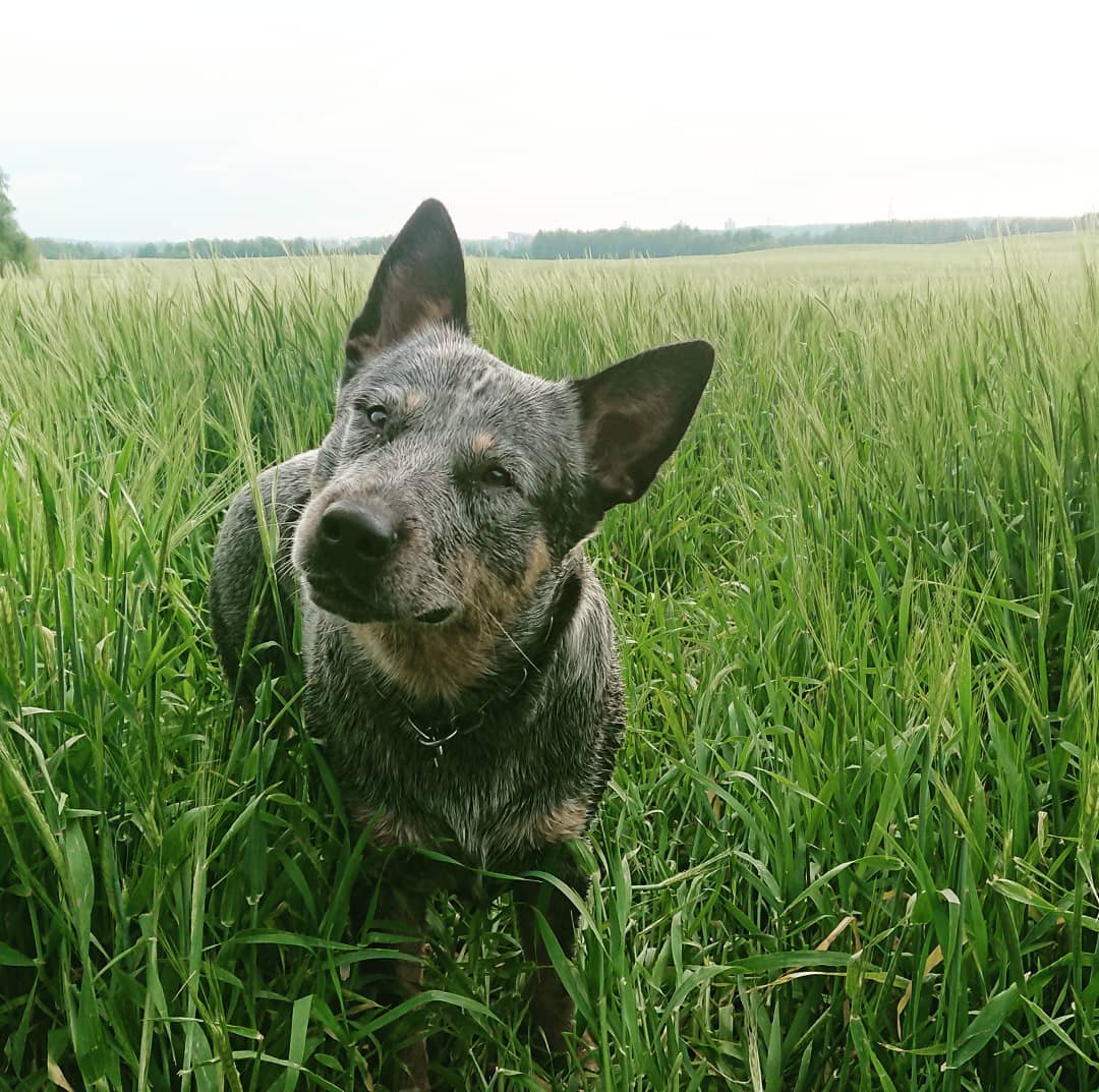 16 Cool Facts About Australian Cattle Dogs Page 2 Of 6 BuzzSharer 16-cool-facts-about-australian-cattle-dogs-page-2-of-6-buzzsharer