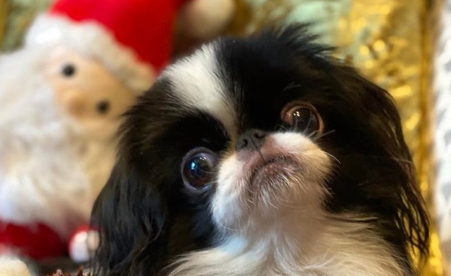 15 Interesting Facts About Japanese Chin Page 5 Of 5 BuzzSharer 15-interesting-facts-about-japanese-chin-page-5-of-5-buzzsharer