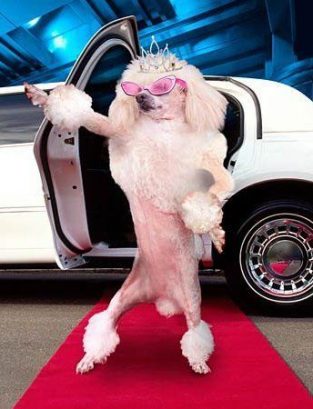 15 Funny Poodle Memes To Make Your Day - BuzzSharer.com