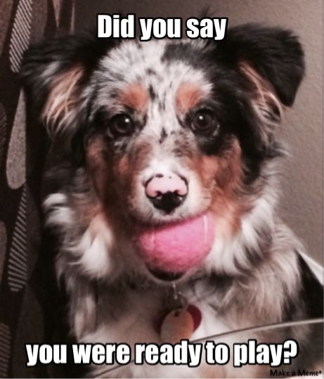 15 Funny Australian Shepherd Memes To Make Your Day - BuzzSharer.com ...