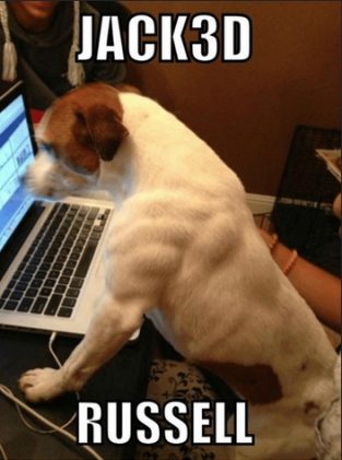 15 Funny Jack Russell Memes To Make Your Day - BuzzSharer.com - Page 2