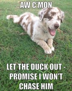 15 Funny Australian Shepherd Memes To Make Your Day - BuzzSharer.com ...