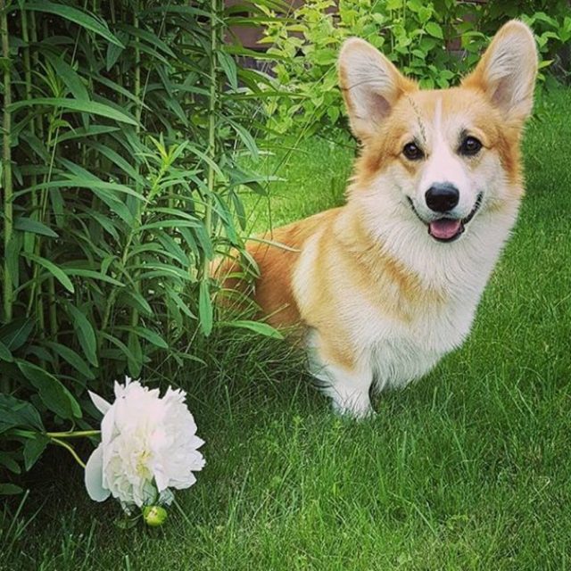 16 Interesting Facts About Corgis - BuzzSharer.com