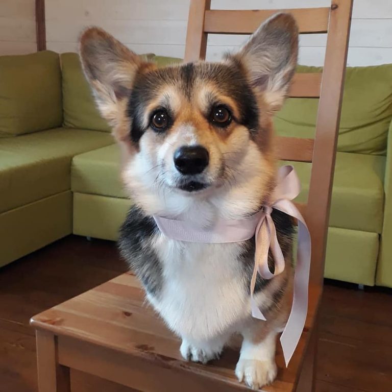 16 Interesting Facts About Corgis - BuzzSharer.com