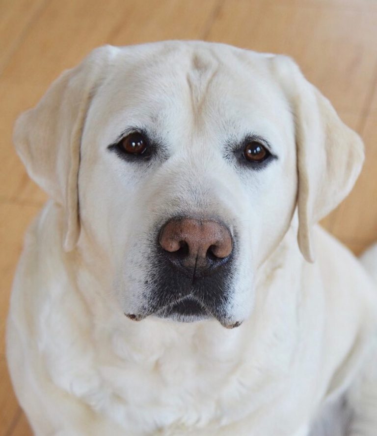 16 Amazing Facts About Labradors You Probably Never Knew - BuzzSharer.com