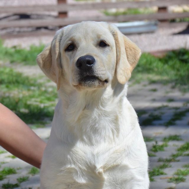 16 Amazing Facts About Labradors You Probably Never Knew - BuzzSharer.com