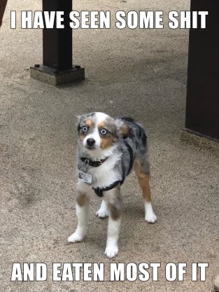 15 Funny Australian Shepherd Memes To Make Your Day - BuzzSharer.com ...