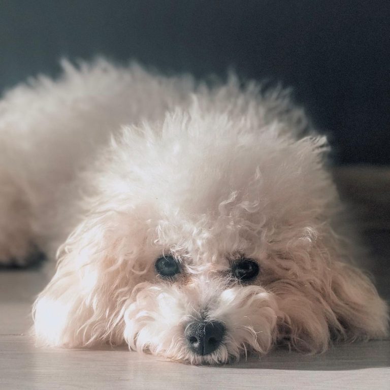 16 Interesting Facts About Bichons Frises - BuzzSharer.com - Page 3