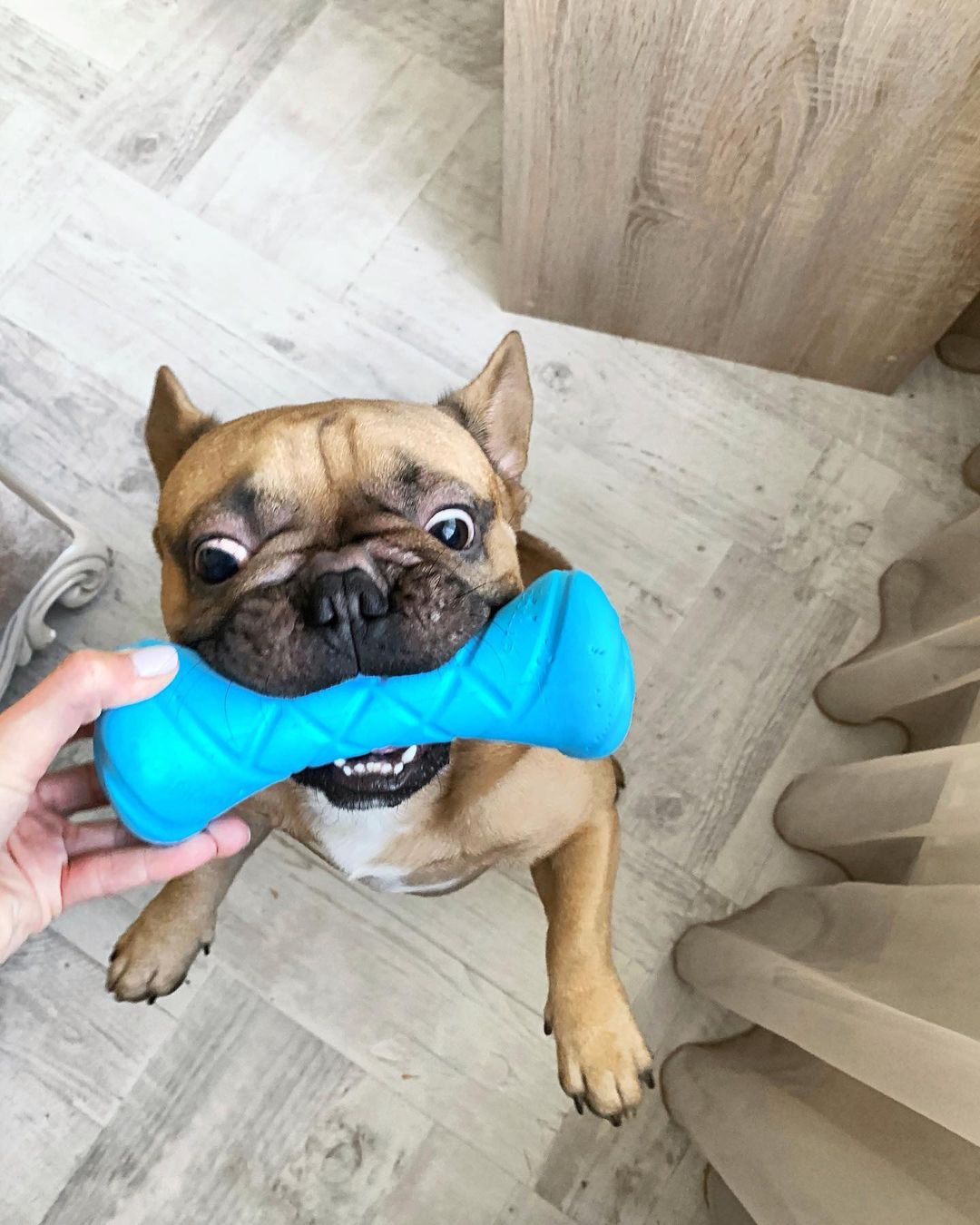 15 Interesting Facts About French Bulldogs Page 5 Of 5 BuzzSharer 15-interesting-facts-about-french-bulldogs-page-5-of-5-buzzsharer