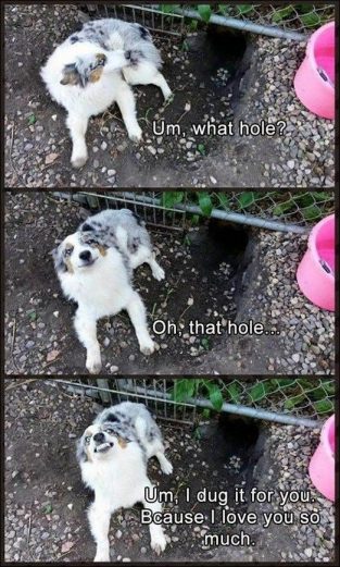 15 Funny Australian Shepherd Memes To Make Your Day - BuzzSharer.com ...