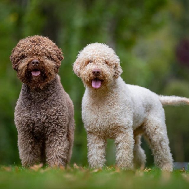 15 Interesting Facts About the Lagotto Romagnolo Dogs - BuzzSharer.com