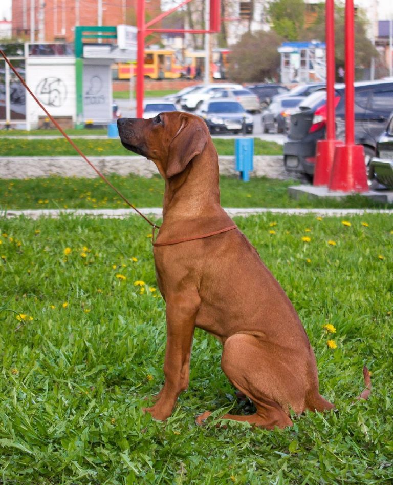 15 Interesting Facts About Rhodesian Ridgebacks - BuzzSharer.com