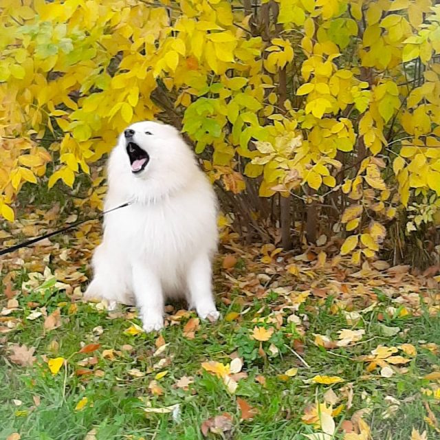 15 Amazing Facts About Samoyeds You Probably Never Knew - BuzzSharer.com