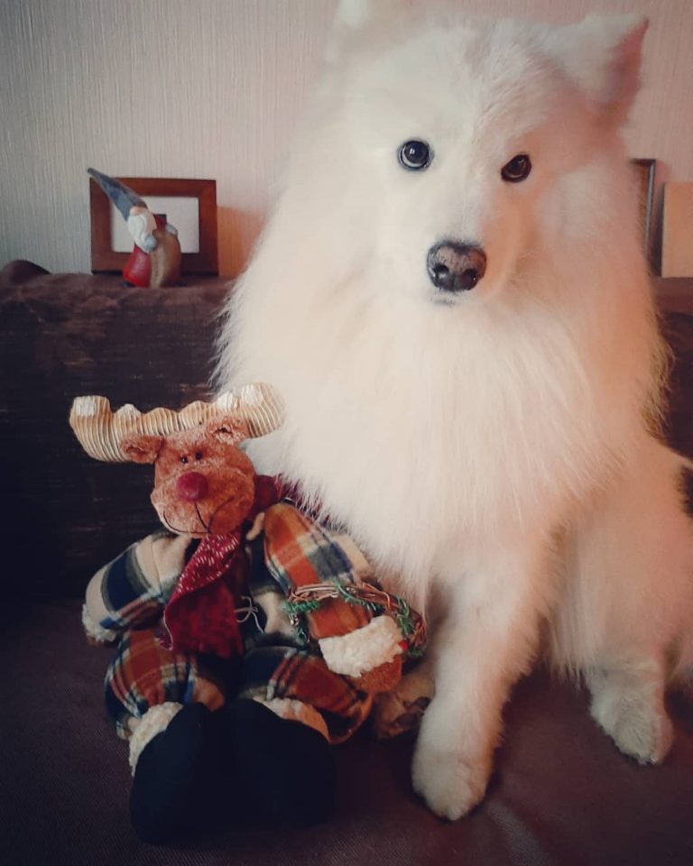 15 Amazing Facts About Samoyeds You Probably Never Knew - BuzzSharer ...