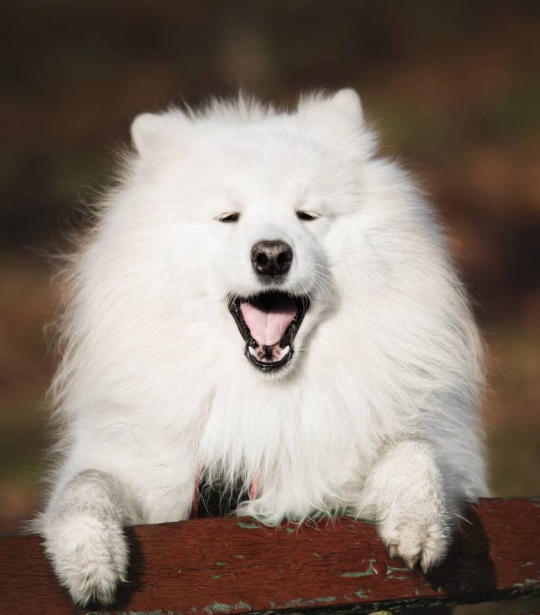 15 Amazing Facts About Samoyeds You Probably Never Knew - BuzzSharer ...