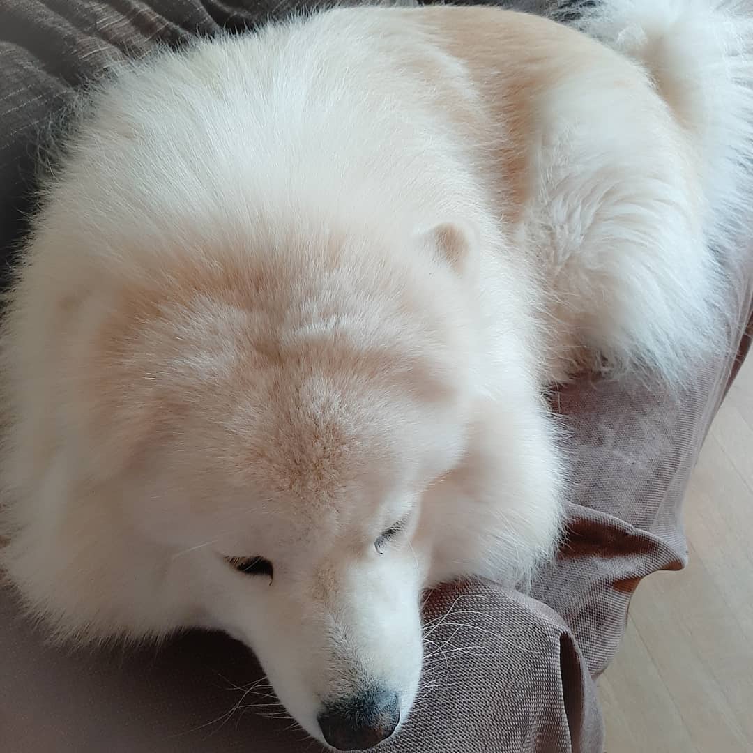 15 Amazing Facts About Samoyeds You Probably Never Knew - BuzzSharer ...