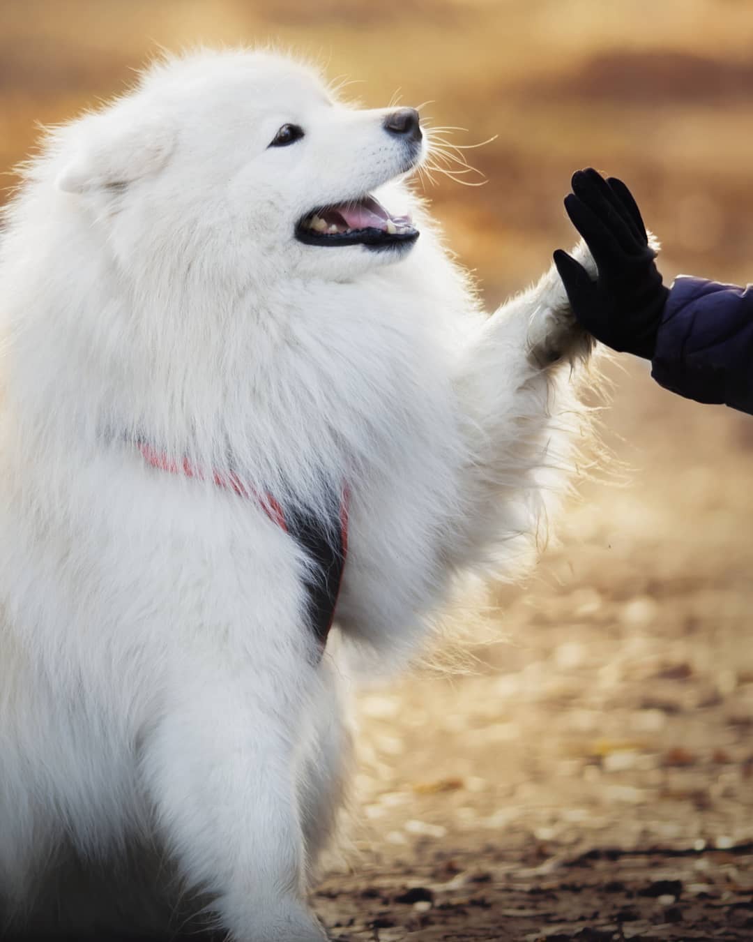 15 Amazing Facts About Samoyeds You Probably Never Knew - BuzzSharer ...