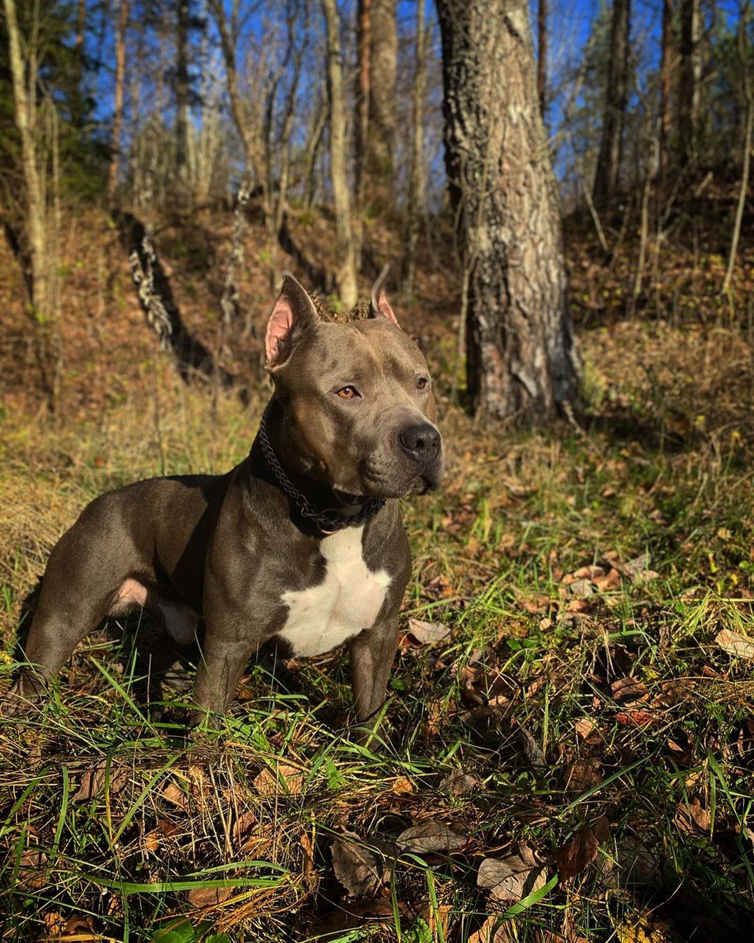 16 Interesting Facts About Staffordshire Bull Terriers - BuzzSharer.com ...