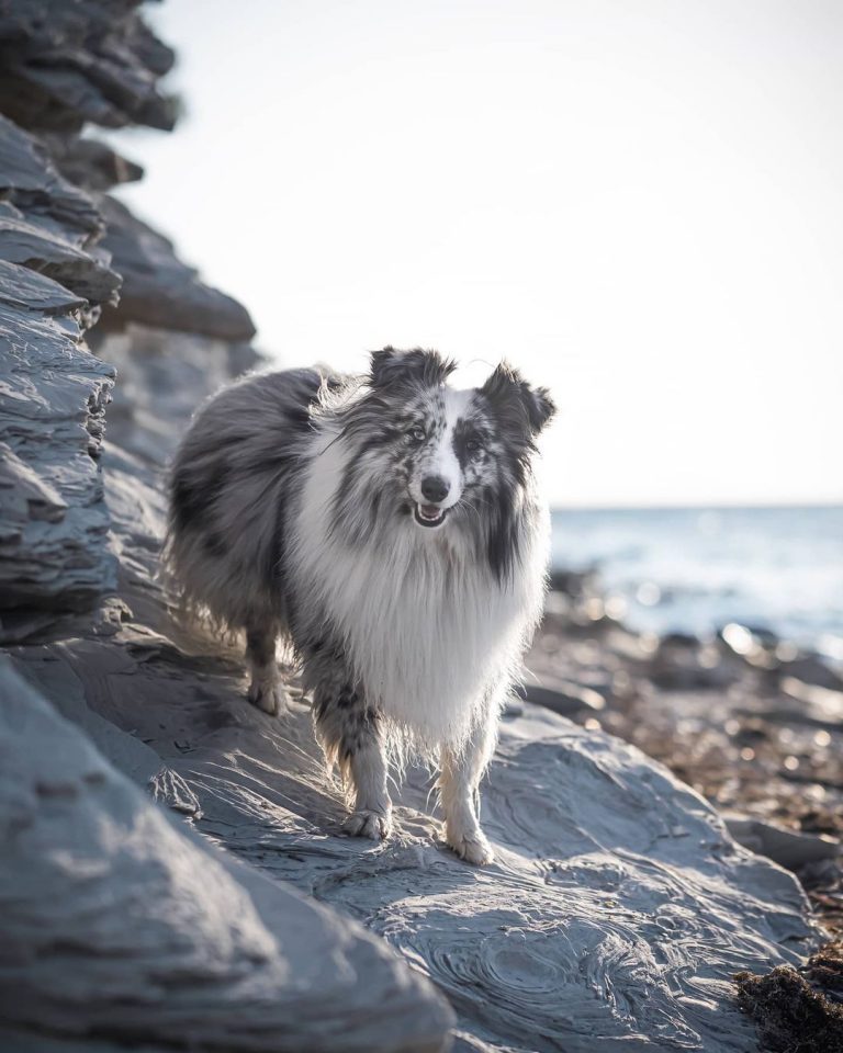 16 Amazing Facts About Shetland Sheepdogs You Probably Never Knew ...