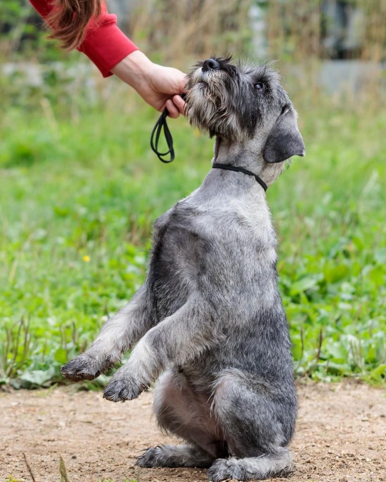 15 Amazing Facts About Schnauzers You Probably Never Knew - BuzzSharer.com