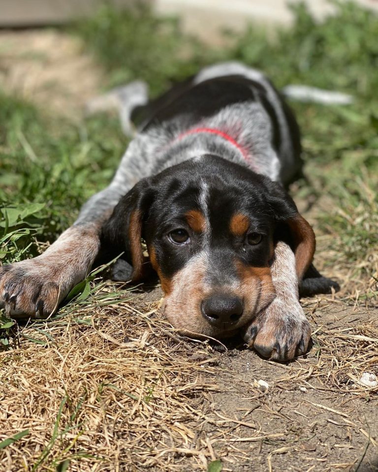 15 Amazing Facts About Coonhounds You Probably Never Knew - BuzzSharer.com