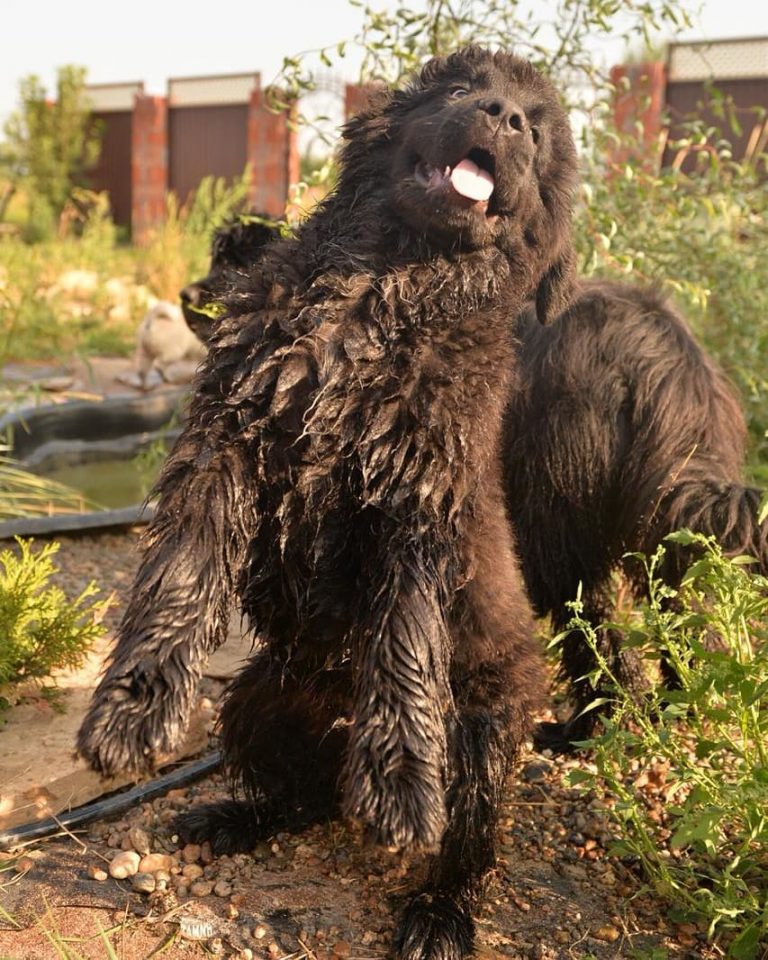 15 Newfoundland Pics That’ll Keep You Smiling - BuzzSharer.com