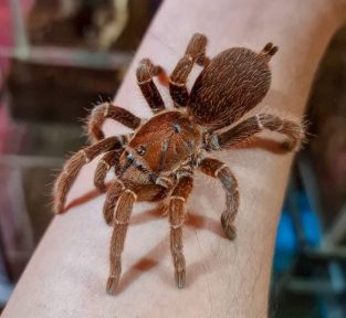 King Baboon Spider: Species Profile - BuzzSharer.com