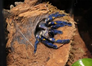 Metal Arboreal Tarantula , Poecilotheria Metallica: Species Profile ...