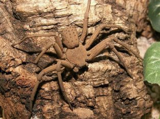 Six Eyed Sand Spider: Species Profile - BuzzSharer.com