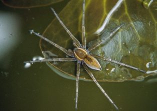 Water Spider: Species Profile - BuzzSharer.com
