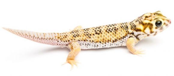 Frog-Eyed Gecko: Maintenance & Care - BuzzSharer.com
