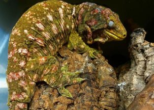 Leachie Gecko: Maintenance & Care - BuzzSharer.com