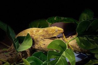 Leachie Gecko: Maintenance & Care - BuzzSharer.com