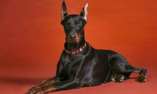 Dogs: Religion, Myths and Magic - BuzzSharer.com