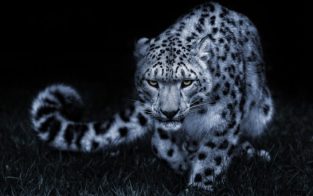 Snow Leopards: Legends & Myths - BuzzSharer.com
