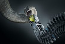 Amazing Gadgets: Prosthetic Paws and Tails for Animals - BuzzSharer.com