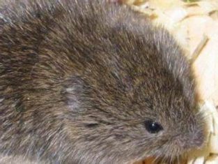Pet Safe Ways To Deal With Voles & Other Garden Pests - BuzzSharer.com