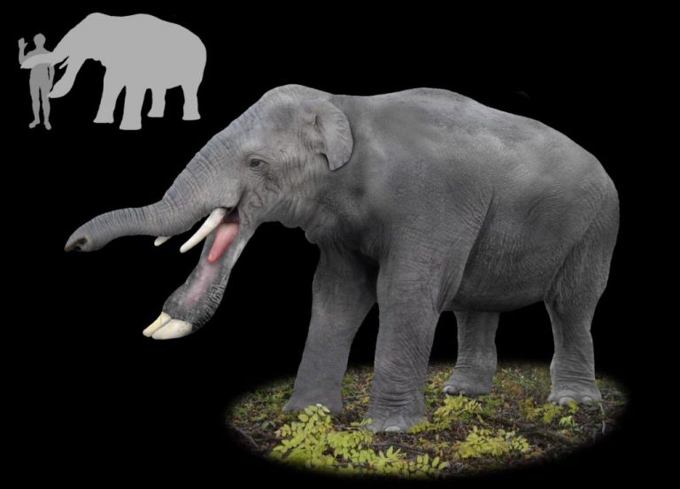 Platybelodon Elephant: Elephant with a Mouth of a Duck - BuzzSharer.com